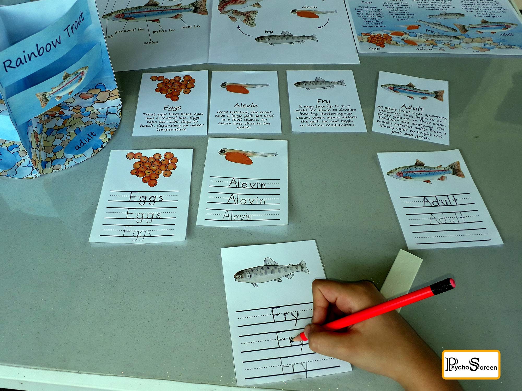 Watercolor Rainbow Trout Anatomy and Life Cycle for Kids (digital ...