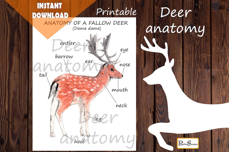 Deer Anatomy Fallow Deer Body Parts Diagram of a Deer | Etsy
