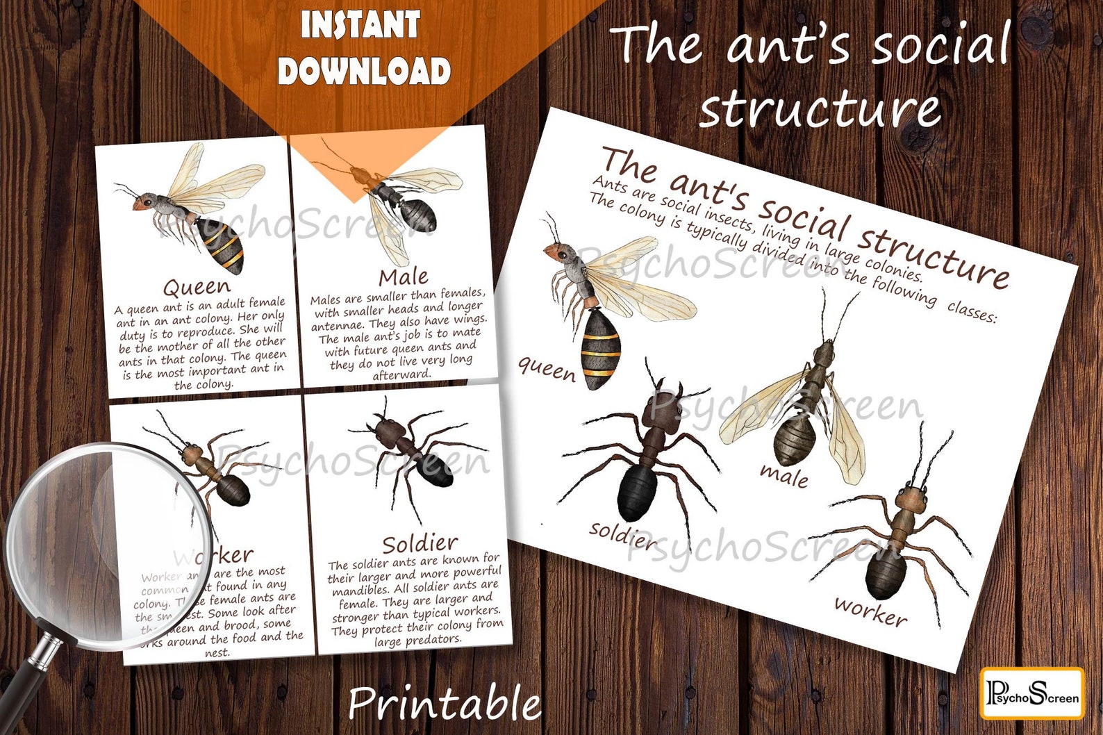 Watercolor Ant Nature and Unit Study for Kids: Anatomy & Life Cycle ...