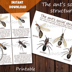 ANT Unit Study MEGA Printable ants bundle Ant anatomy | Etsy