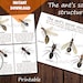 Watercolor Ant Nature and Unit Study for Kids: Anatomy & Life Cycle ...