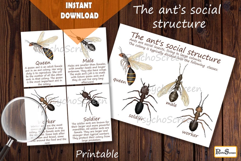 ANT Unit Study MEGA Printable ants bundle Ant anatomy | Etsy