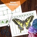 5 NATURE SETS Bundle of Insects Anatomy and Life Cycle - Etsy