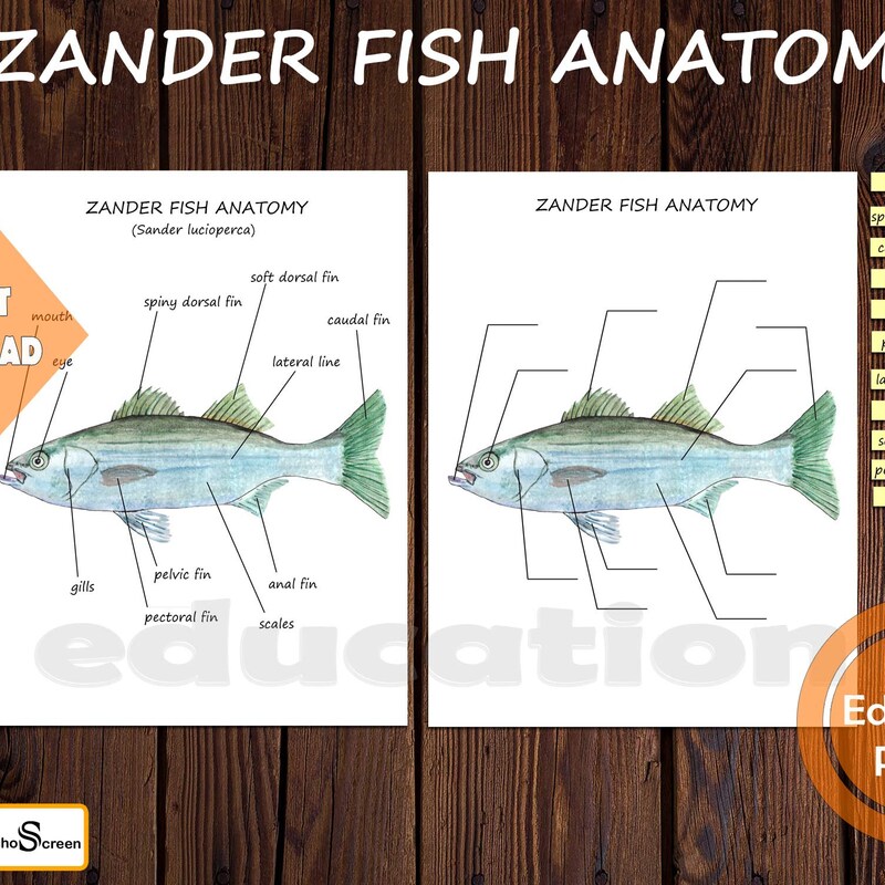 Fish Extender Pocket - Etsy