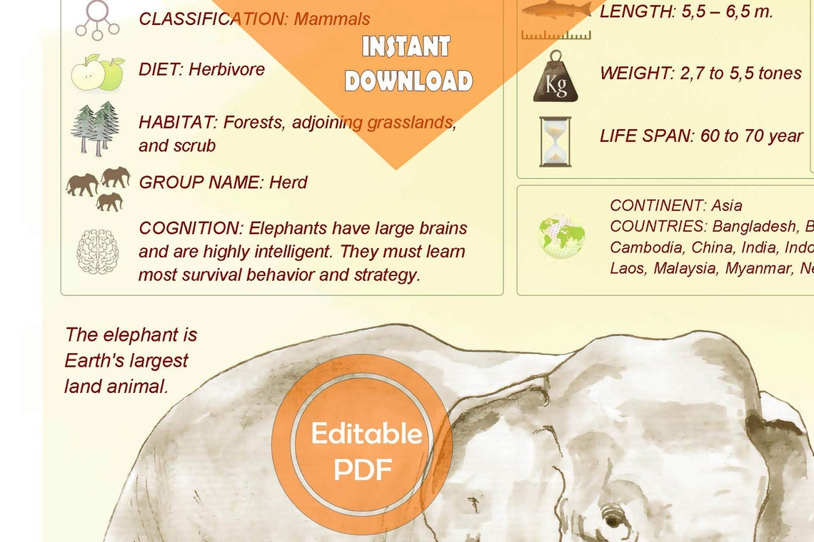 ELEPHANT Unit Study MINI Printable Bundle Anatomy - Etsy Canada
