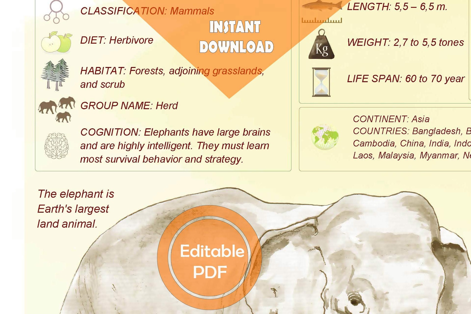 ELEPHANT Unit Study MINI Printable bundle Anatomy | Etsy