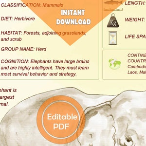ELEPHANT Unit Study MINI Printable bundle Anatomy | Etsy