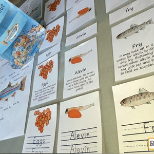 Rainbow Trout Unit Study: Watercolor Anatomy, Life Cycle, 3D Model ...
