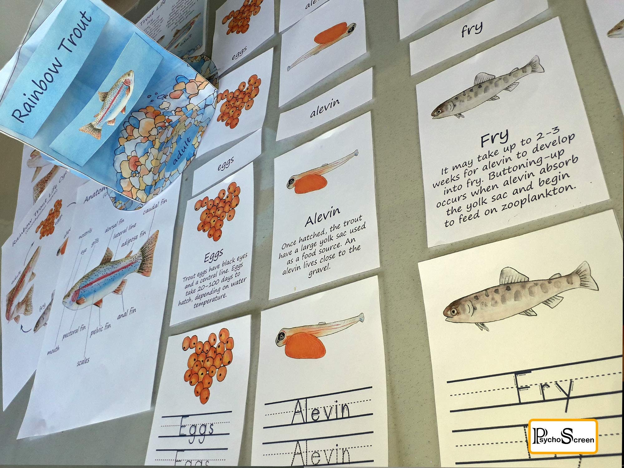 Montessori Printable Rainbow Trout Unit Study for Kids: Watercolor ...
