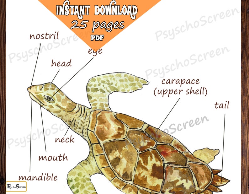 Turtle & Tortoise Watercolor Study: Homeschool Science Printables (PDF ...