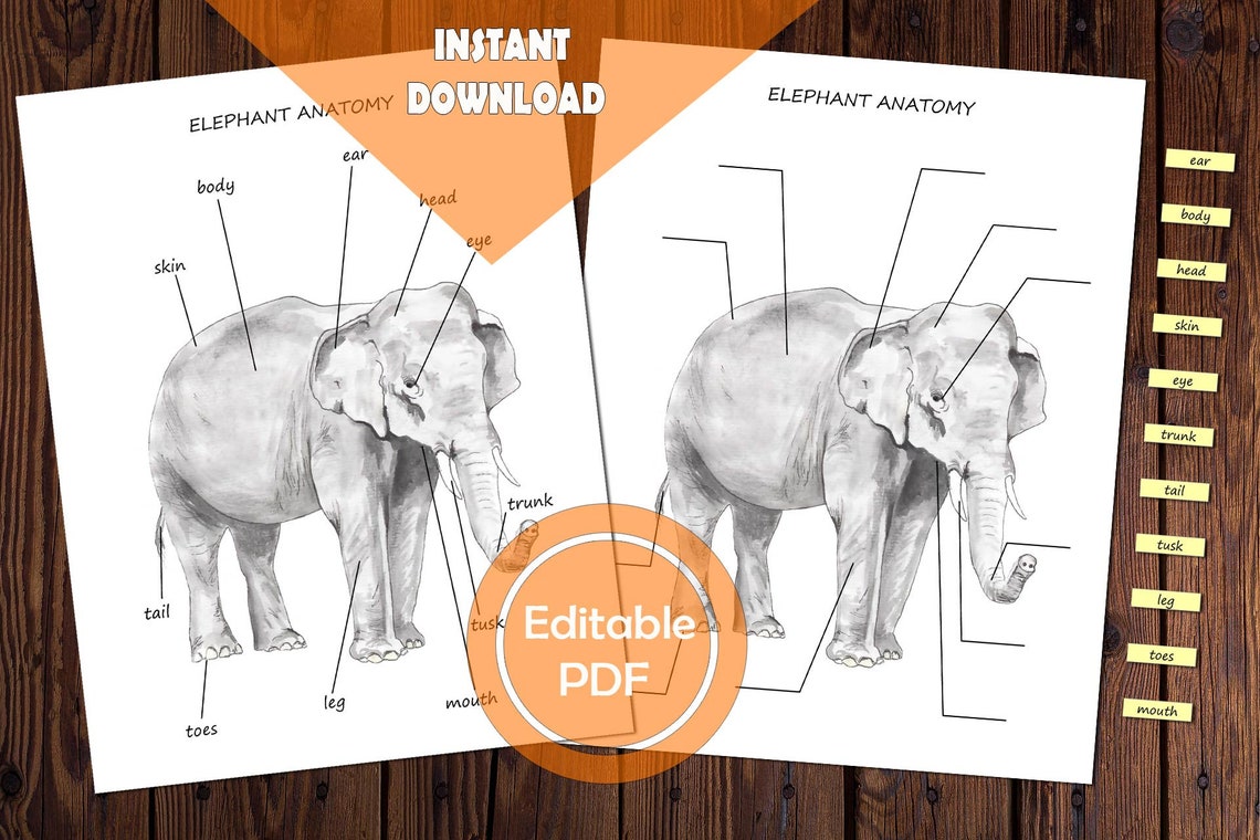 ELEPHANT Unit Study MINI Printable Bundle Anatomy - Etsy Canada
