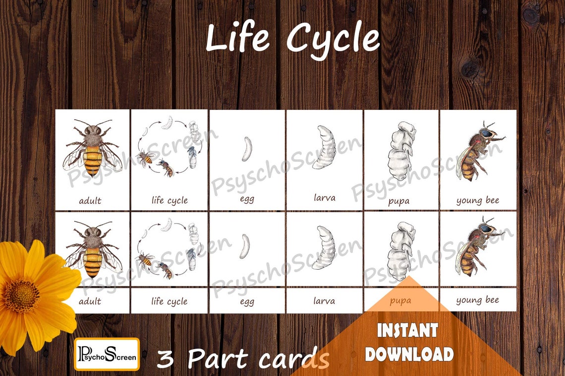 BEE Life Cycle Unit Study MINI Printable Bees Bundle All | Etsy