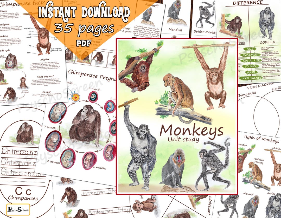 CHIMPANZEE Unit Study Homeschool Learning Materials, Monkey Set With ...