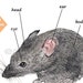 MOUSE & BAT Unit Study MEGA Printable Bundle Posters, Anatomy, Diagram ...