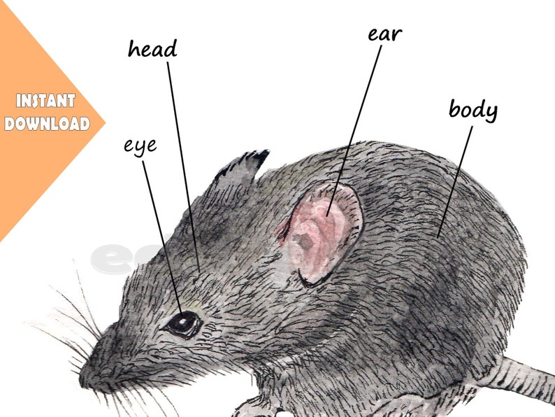 MOUSE & BAT Unit Study MEGA Printable Bundle Posters | Etsy