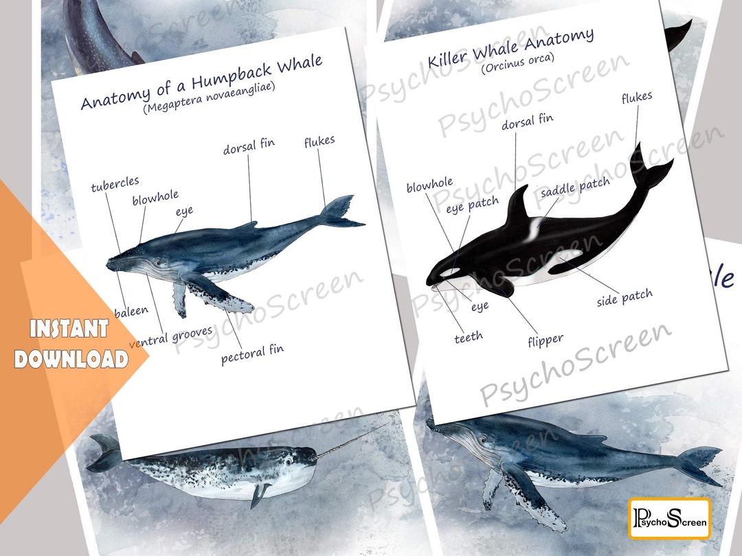 WHALE Nature and Unit Study for Kids: Anatomy Print, Homeschool Science ...