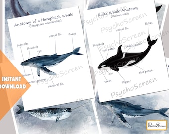 Ocean Anatomy Set - Etsy