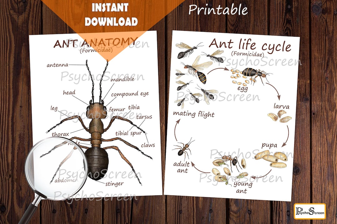 Ant Anatomy & Life Cycle Watercolor Printables (digital Download) - Etsy