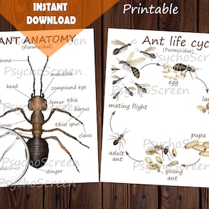 ANT Posters and Learning Materials, ANTS Worksheets, Anatomy, Life ...