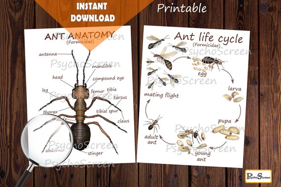 Ant Anatomy Worksheet Free Insect Worksheets For Kids