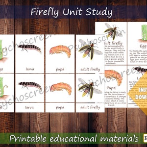 Firefly Unit Study: Watercolor Anatomy, Life Cycle, Games (printable ...