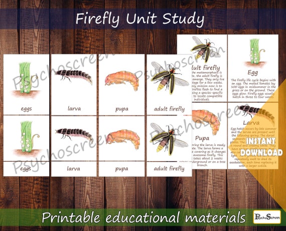 Firefly Life Cycle