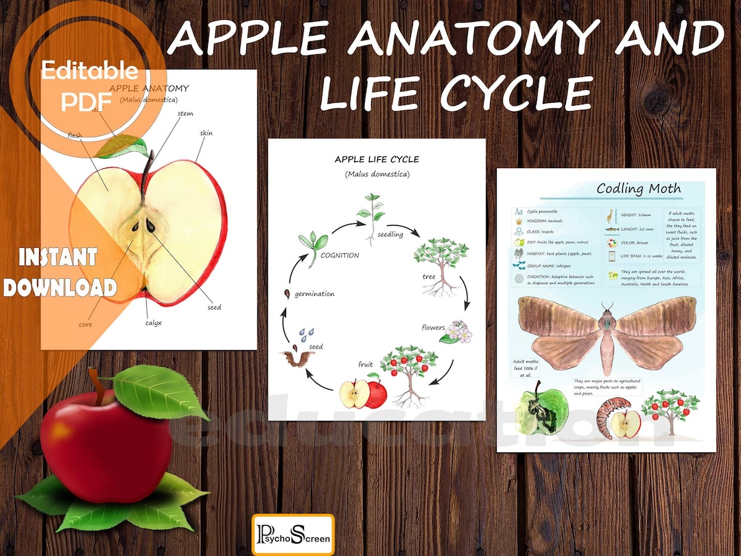 APPLE Unit Study MEGA Printable Apple Bundle Anatomy, Life Cycle, Cards ...