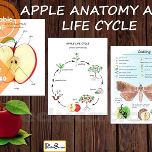 APPLE Unit Study MEGA Printable Apple Bundle Anatomy, Life Cycle, Cards ...