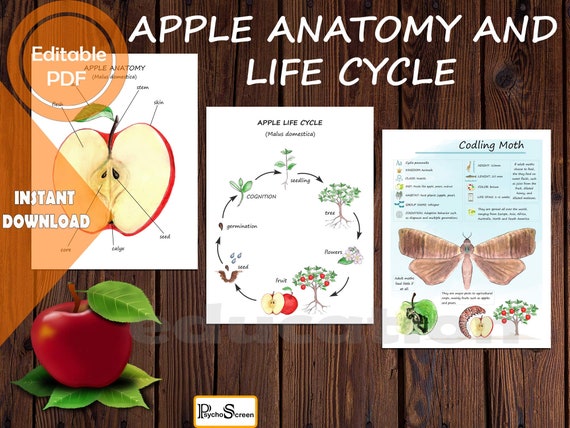 APPLE Unit Study MEGA Printable Apple Bundle Anatomy Life | Etsy