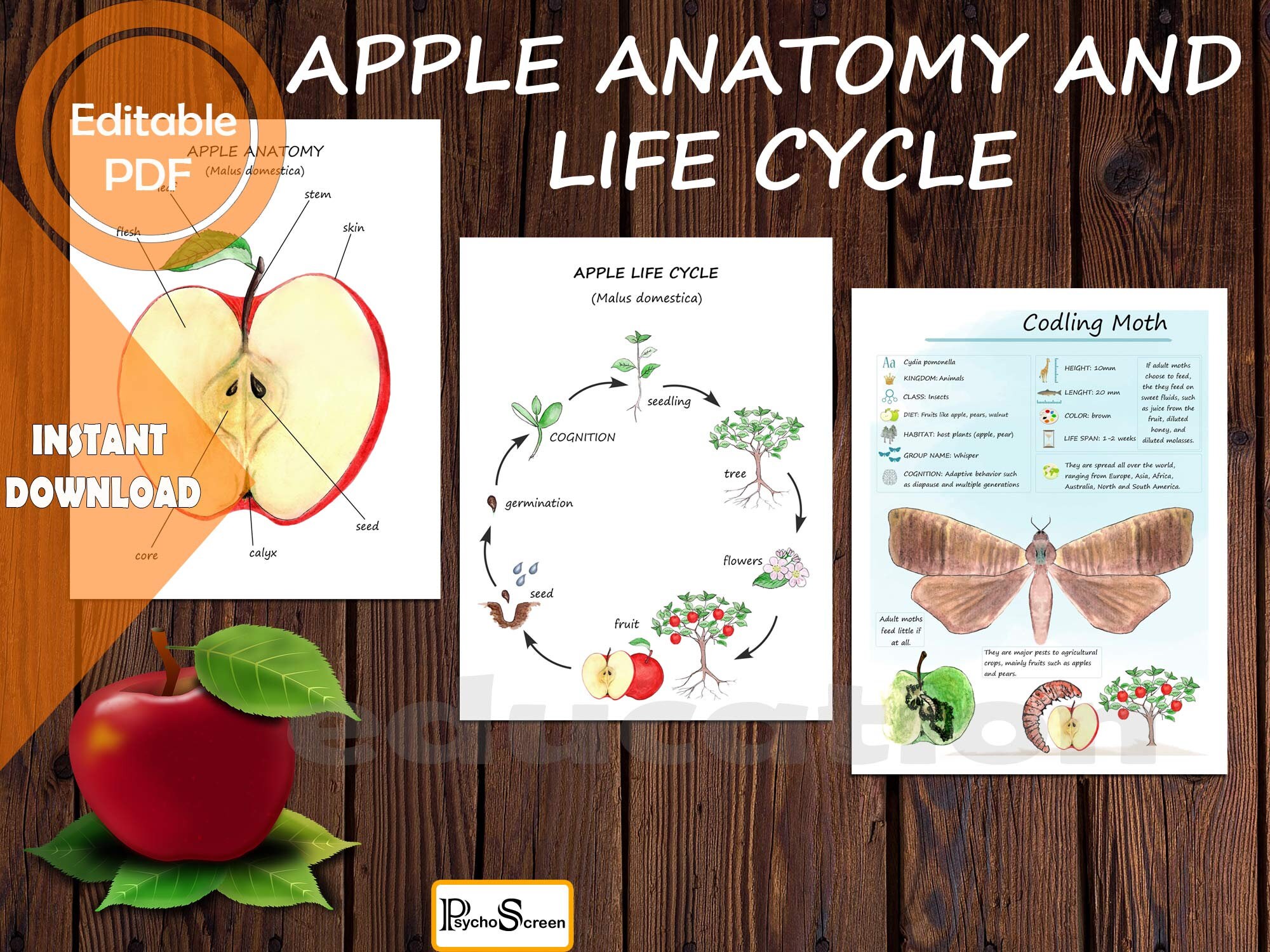 APPLE Unit Study MEGA Printable Apple bundle anatomy | Etsy