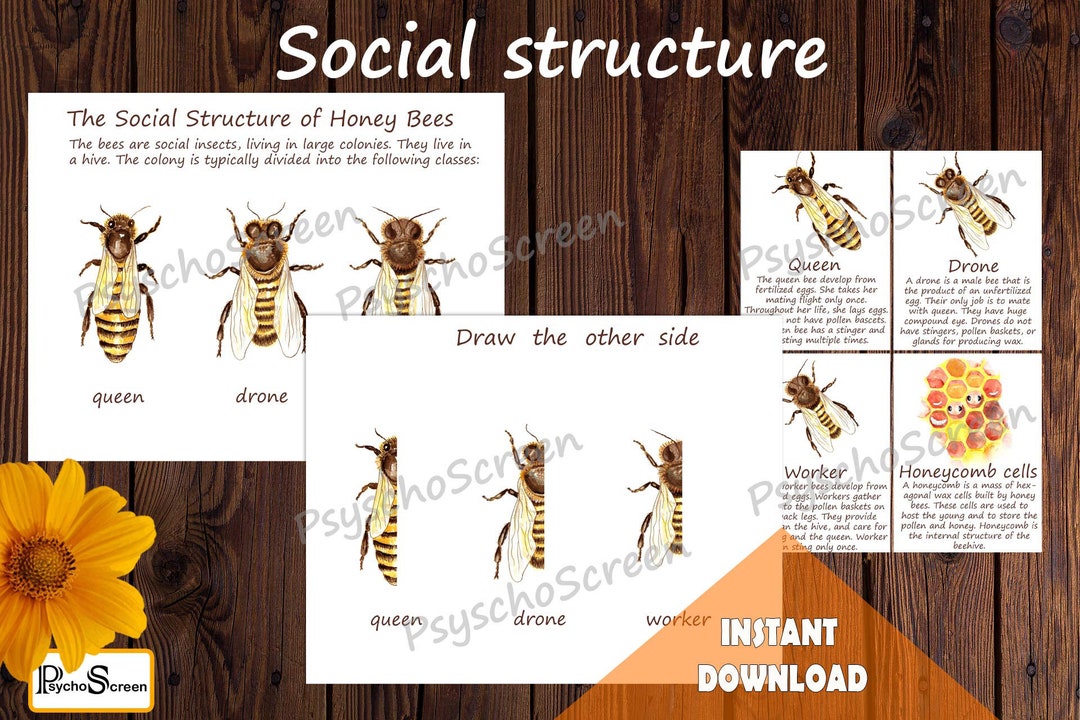 BEE Organization Unit Study MINI Printable Bees Bundle - Etsy