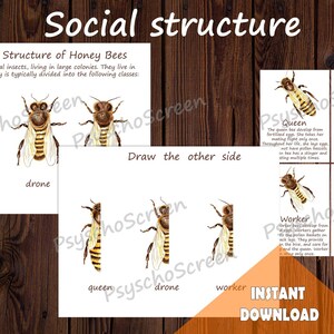 BEE Organization Unit Study MINI Printable Bees Bundle - Etsy