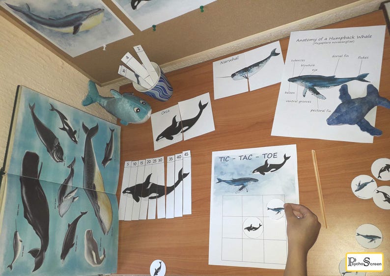 WHALE Nature and Unit Study for Kids: Anatomy Print, Homeschool Science ...