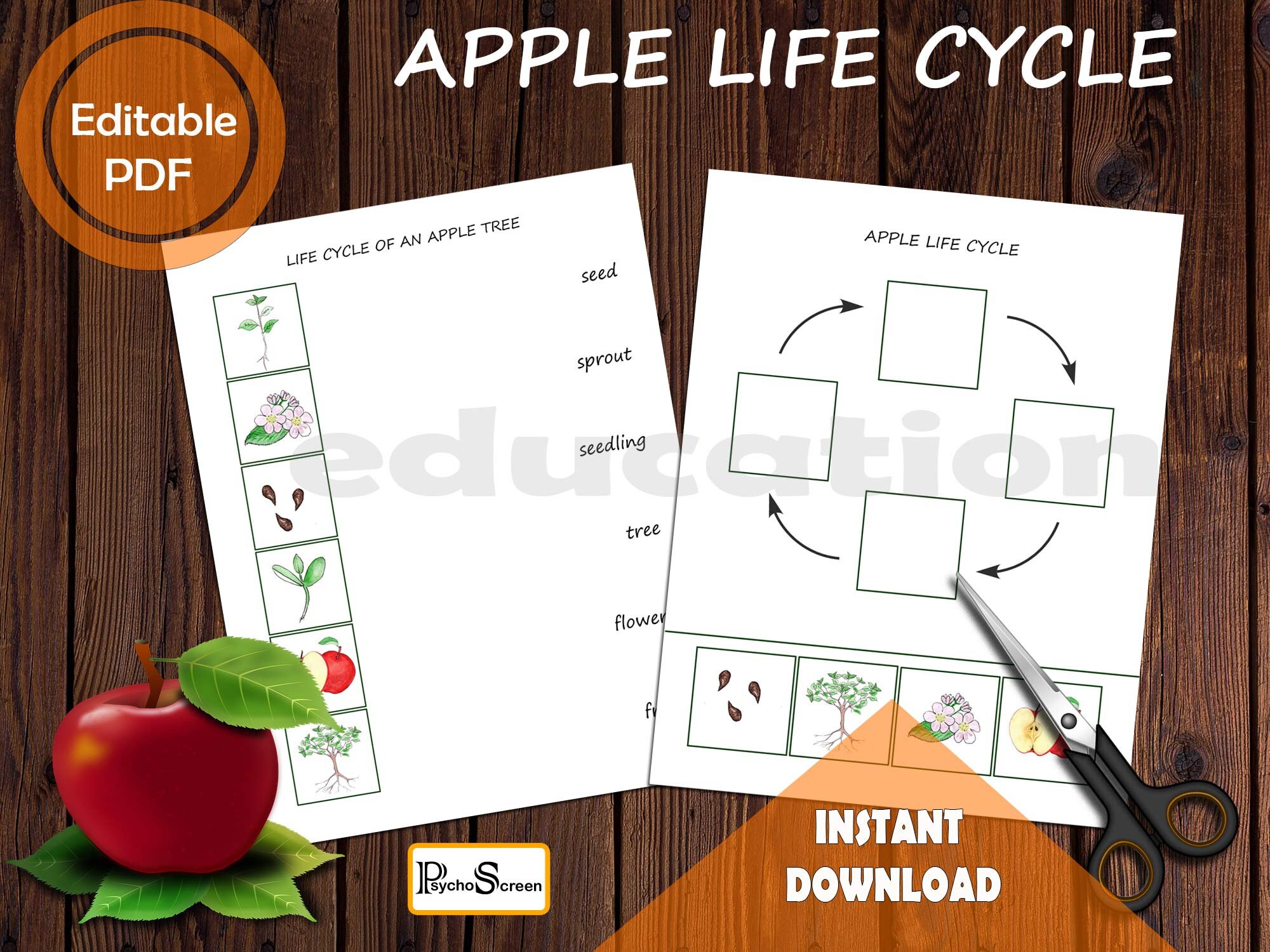 APPLE Unit Study MEGA Printable Apple bundle anatomy | Etsy