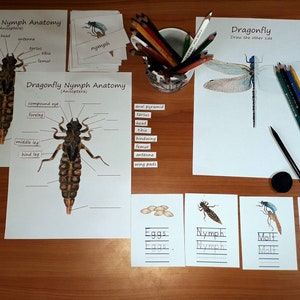 Dragonfly Anatomy & Life Cycle Unit Study: Montessori Learning ...