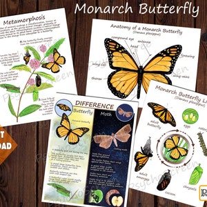 Monarch Butterfly Unit Study: Anatomy, Life Cycle, Montessori ...