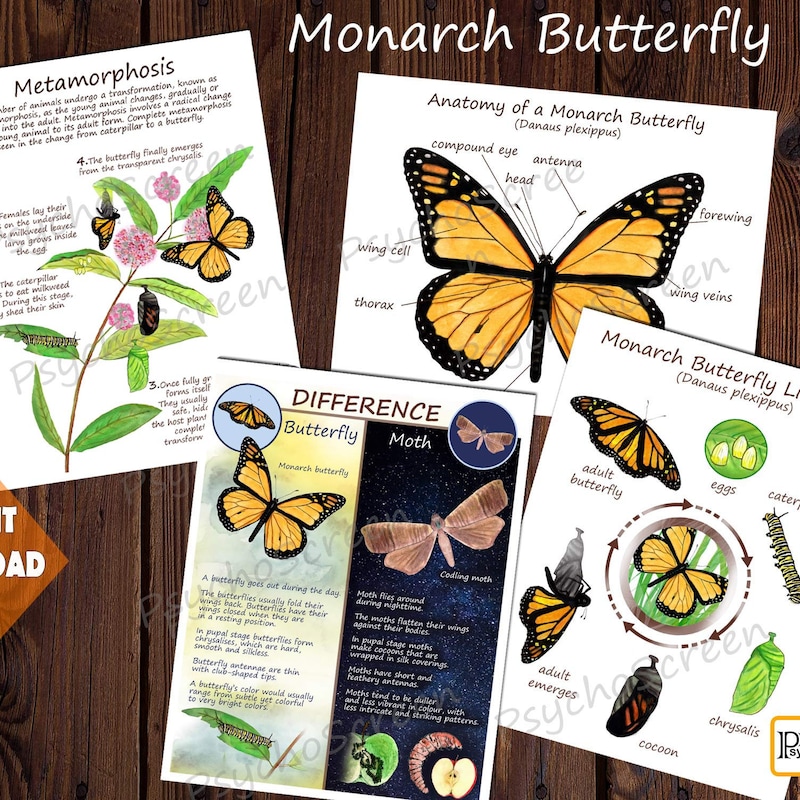 Butterfly Anatomy - Etsy