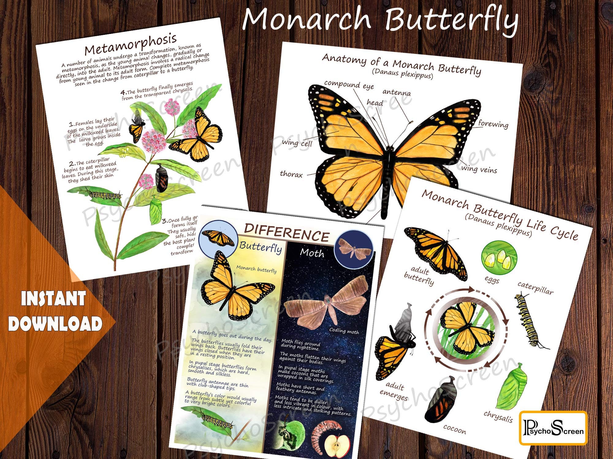 Monarch Butterfly Unit Study: Anatomy, Life Cycle, Montessori ...