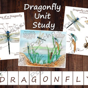 DRAGONFLY Unit Study, MEGA Printable Dragonflies Bundle for Anatomy ...