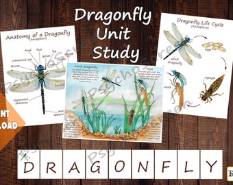 PARTS of a WASP Montessori Wood Puzzle Biology Insects - Etsy