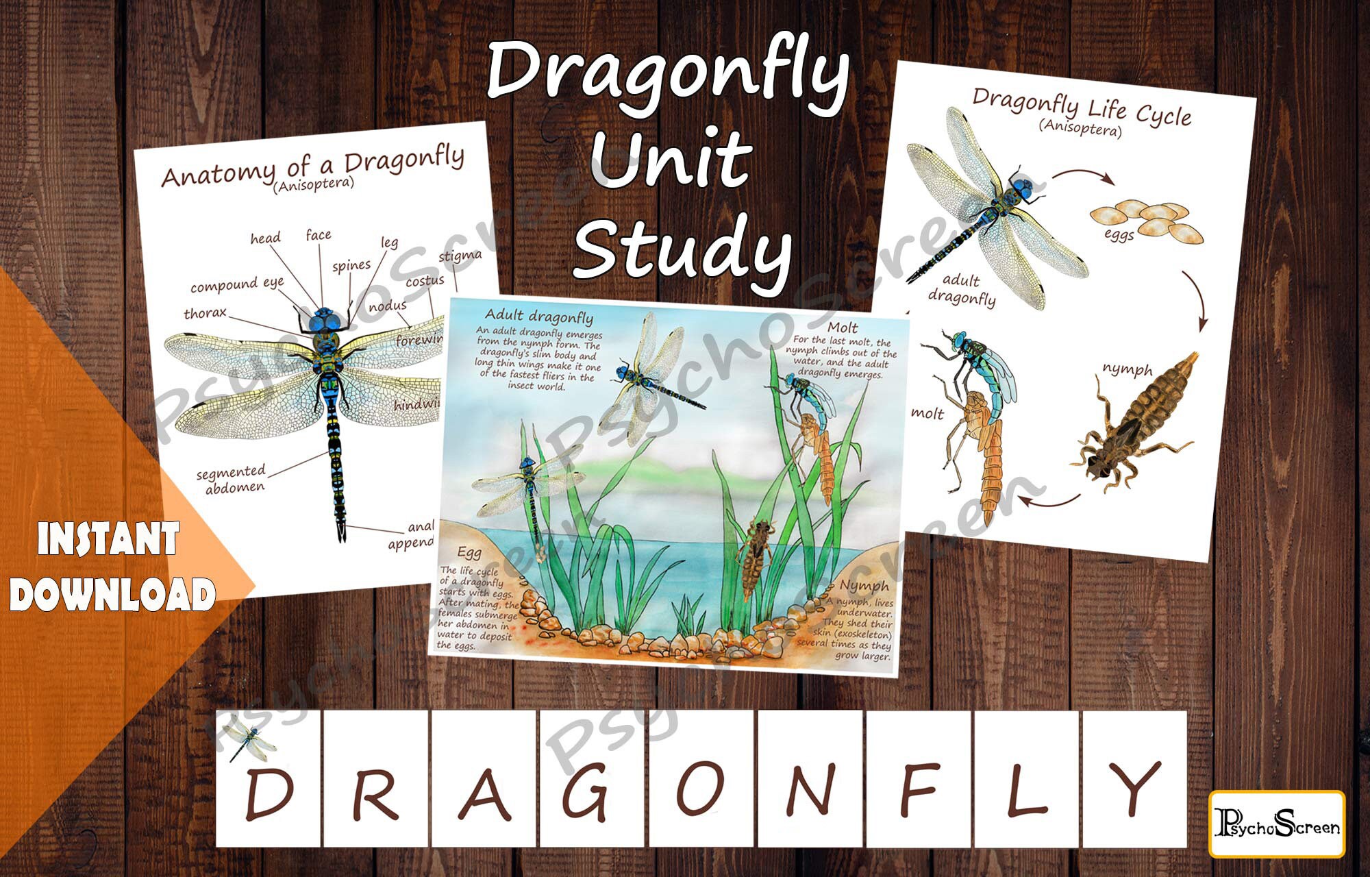 Dragonfly Stem Lesson Plan