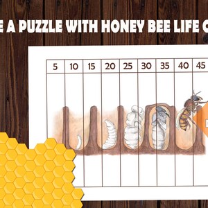 HONEY BEE Unit Study, MINI Printable Bees Bundle With Anatomy, Facts ...
