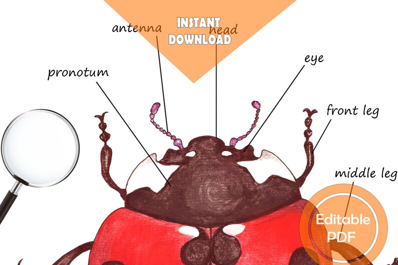LADYBUG Unit Study MEGA Printable Ladybug Bundle Anatomy - Etsy
