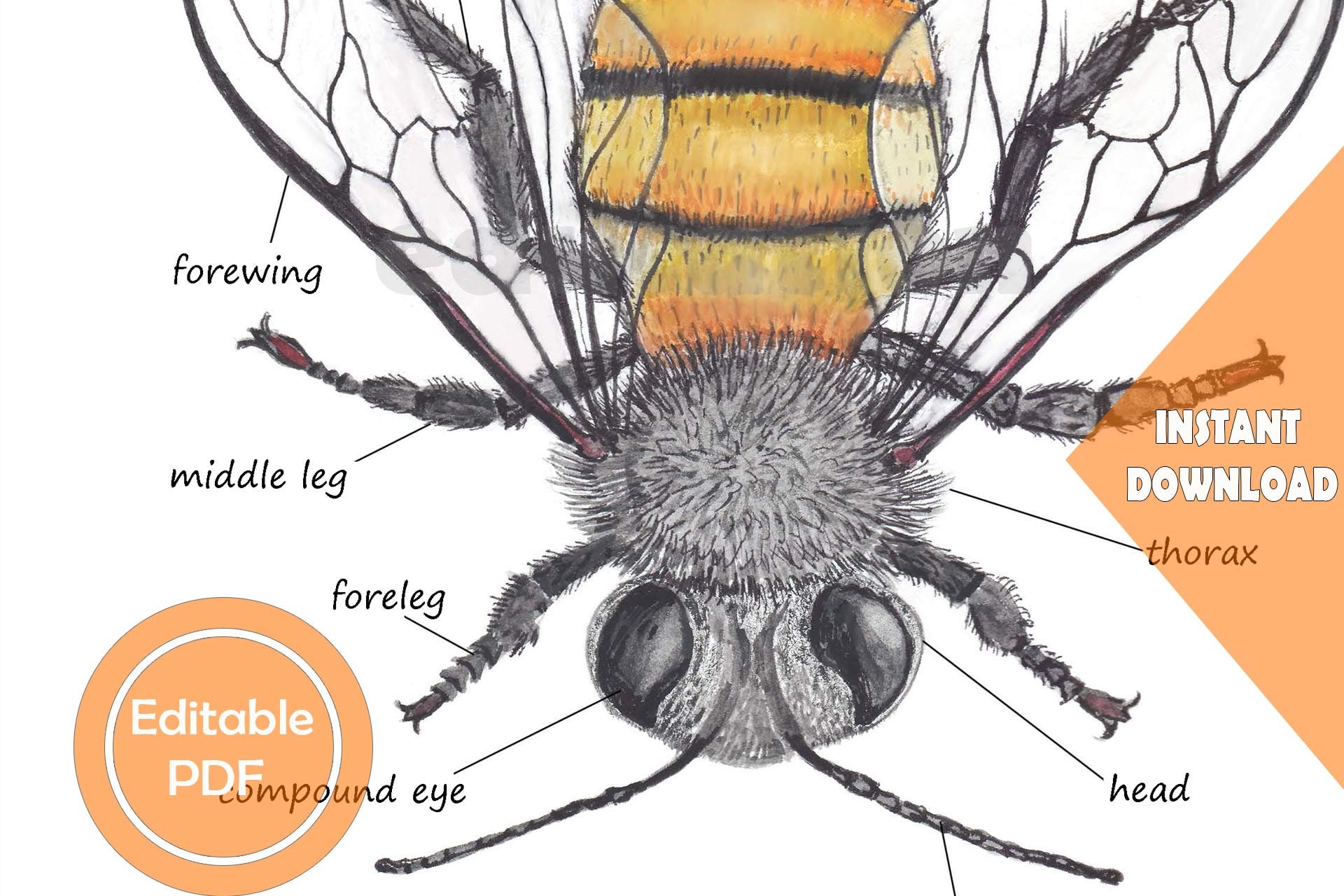 HONEY BEE Unit Study MINI Printable Bees Bundle Anatomy - Etsy Australia HONEY BEE Unit Study MINI Printable Bees Bundle Anatomy - Etsy Australia