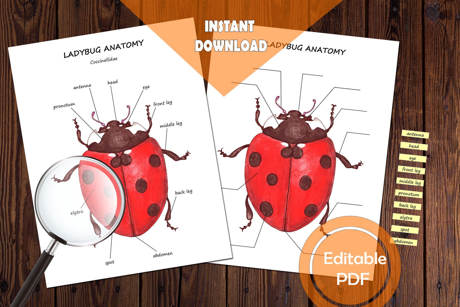 LADYBUG Unit Study MEGA Printable ladybug bundle Anatomy | Etsy