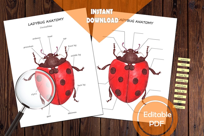 LADYBUG Unit Study MEGA Printable Ladybug Bundle Anatomy - Etsy