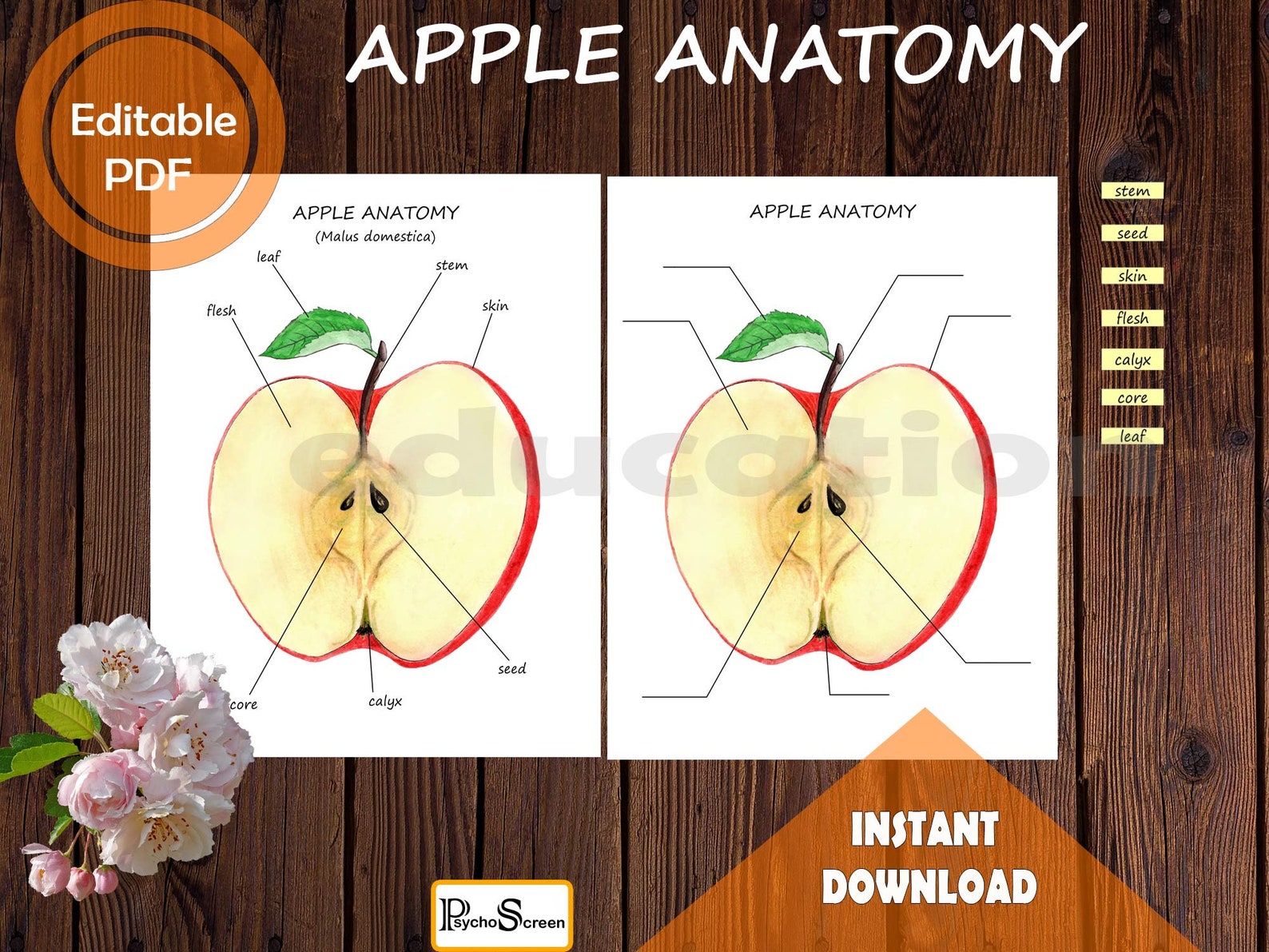 APPLE Unit Study MEGA Printable Apple bundle anatomy | Etsy