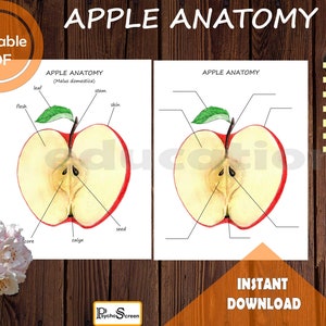 APPLE Unit Study MEGA Printable Apple Bundle Anatomy, Life Cycle, Cards ...