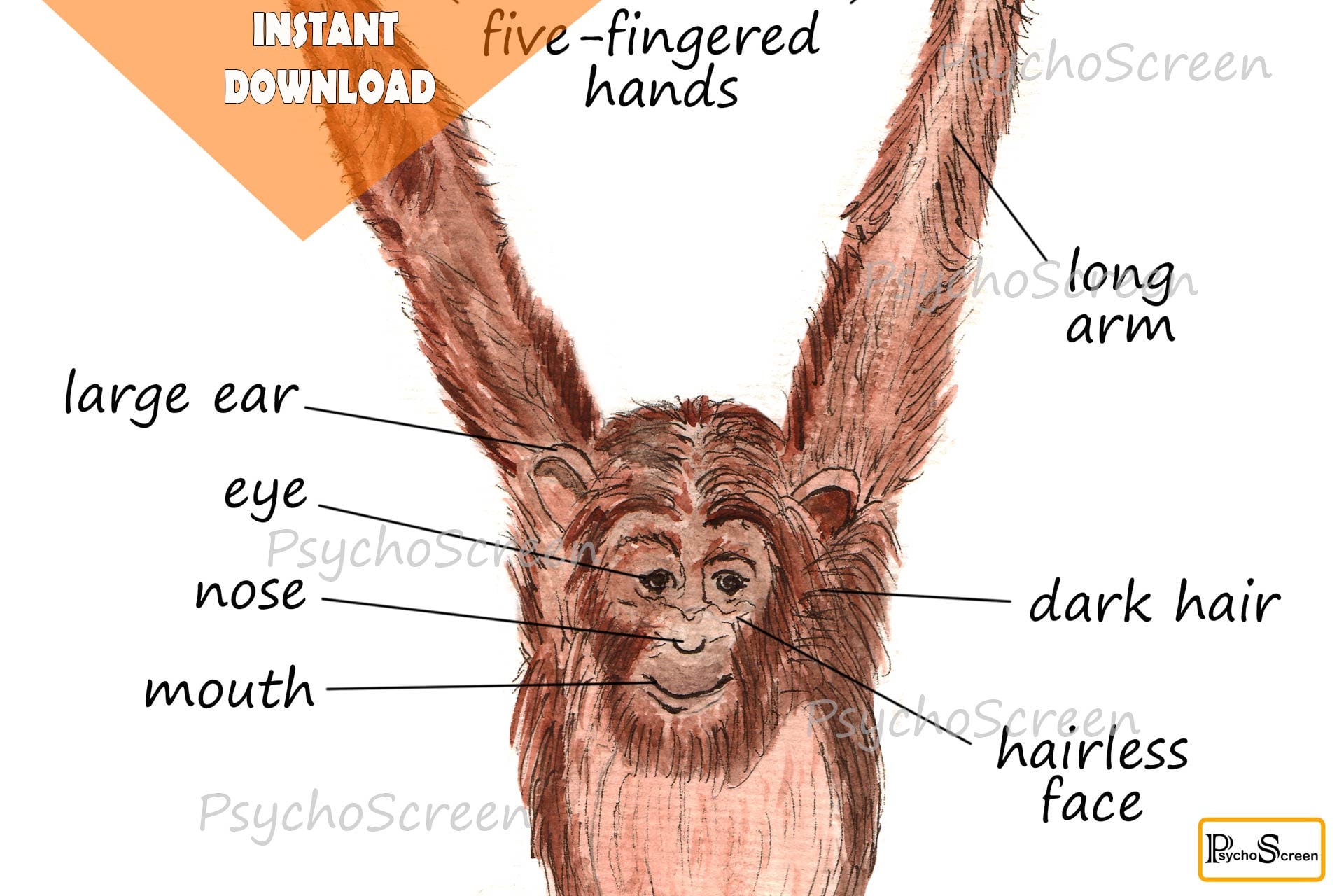 Female Chimpanzee Anatomy