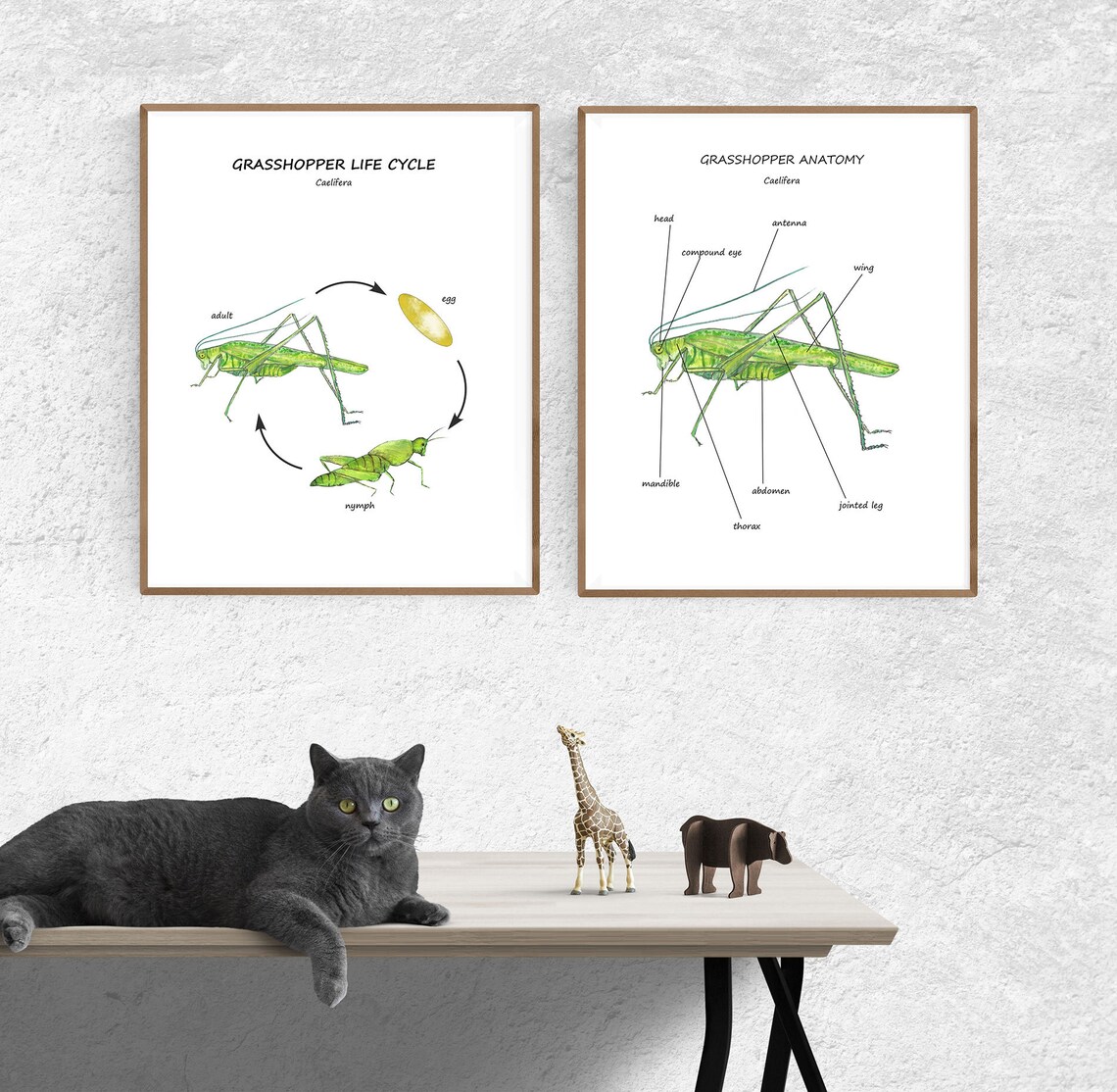 GRASSHOPPER Unit Study MEGA Printable bundle Anatomy life | Etsy